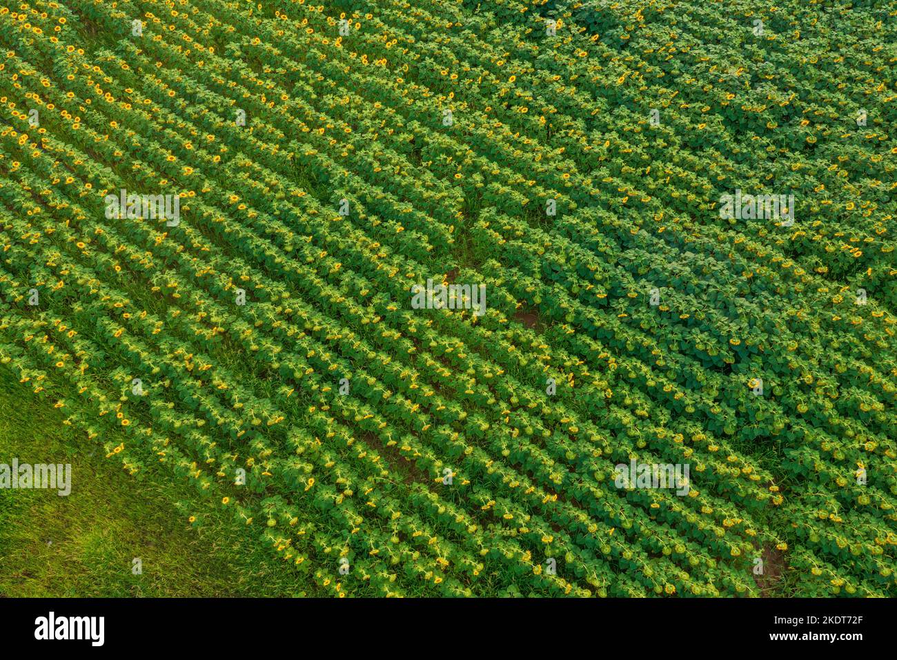 Ambrette flower hi-res stock photography and images - Alamy