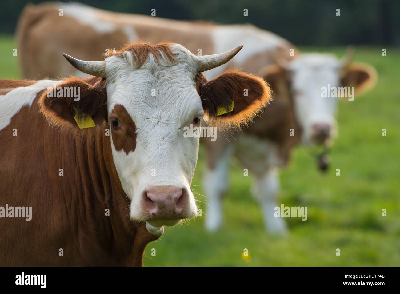Cow in nature hi-res stock photography and images - Alamy
