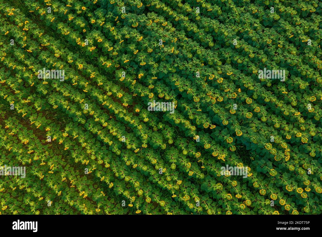 Ambrette flower hi-res stock photography and images - Alamy