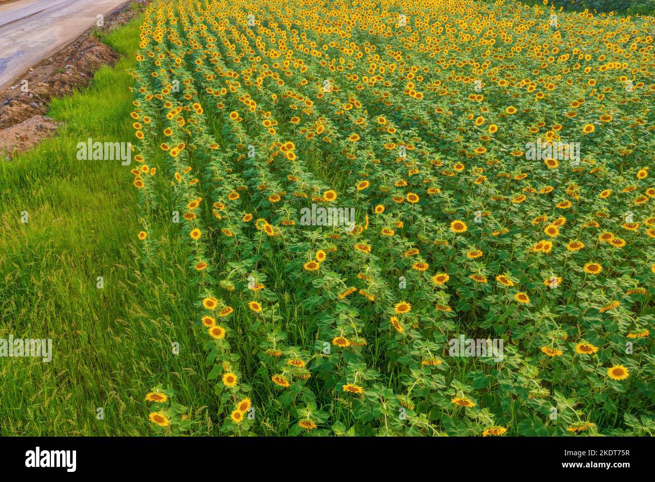 Ambrette flower hi-res stock photography and images - Alamy