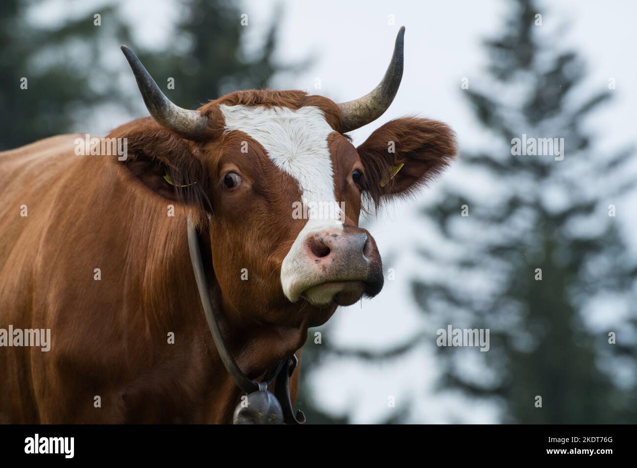 Cow in nature background Stock Photo - Alamy