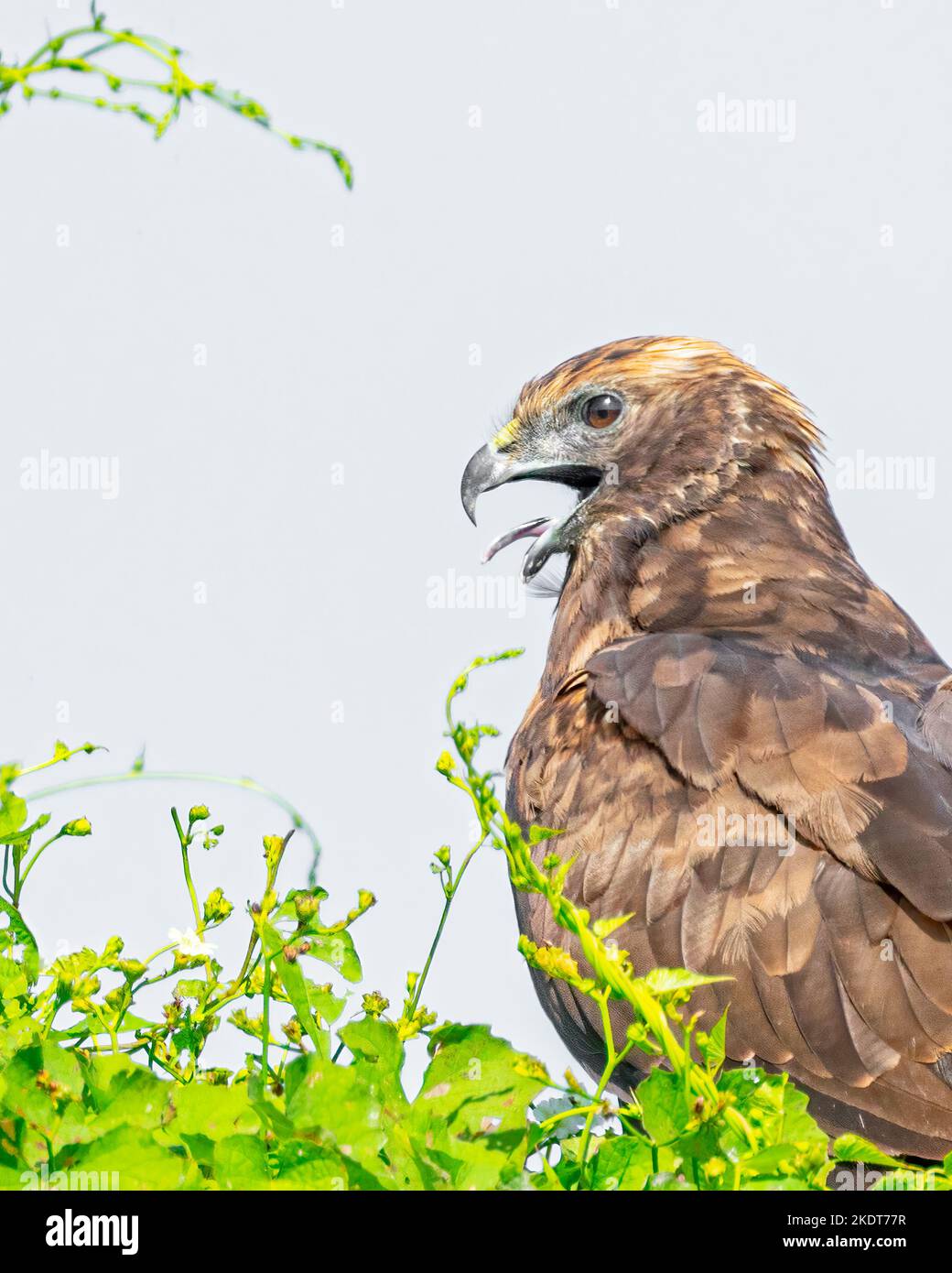 A Close up of Marsh harrier Stock Photo - Alamy