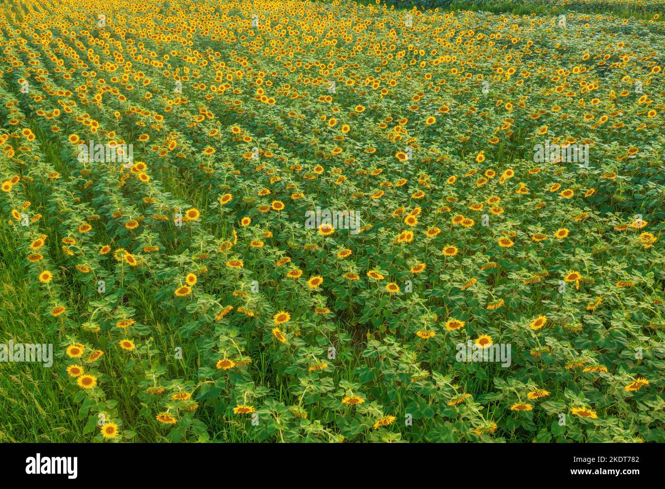 Ambrette flower hi-res stock photography and images - Alamy