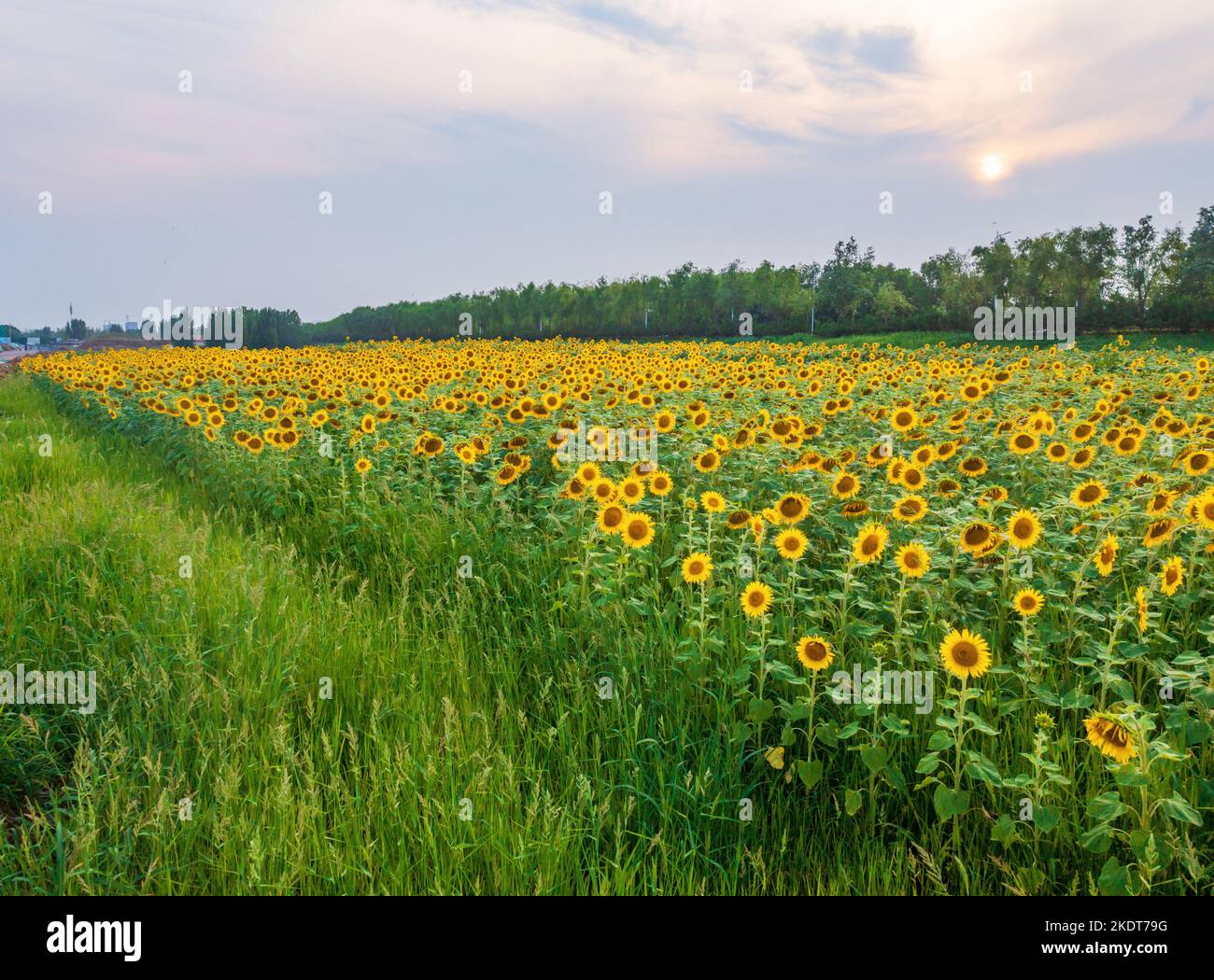Ambrette flower hi-res stock photography and images - Alamy