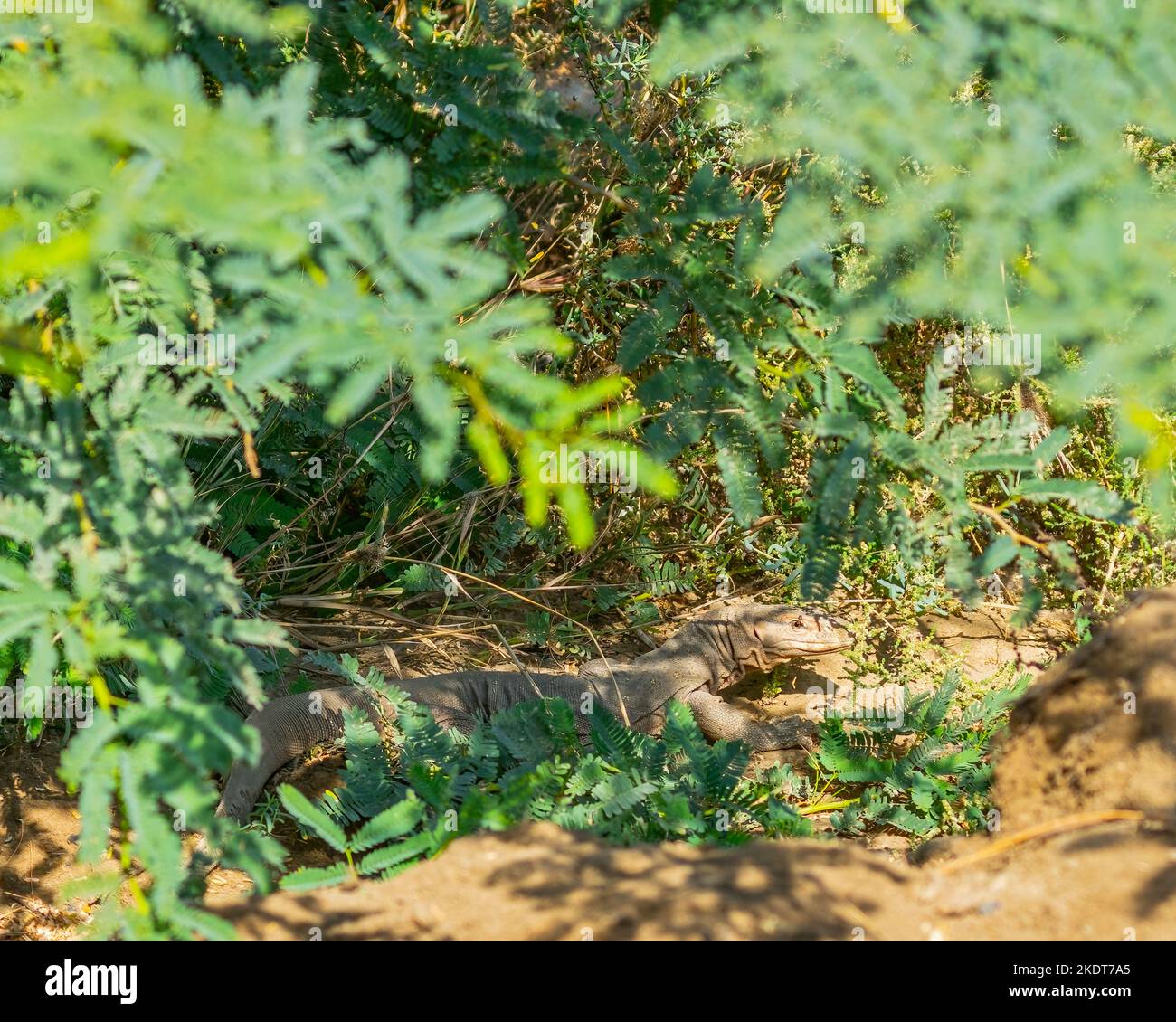 A Monitor hiding under a bush Stock Photo - Alamy