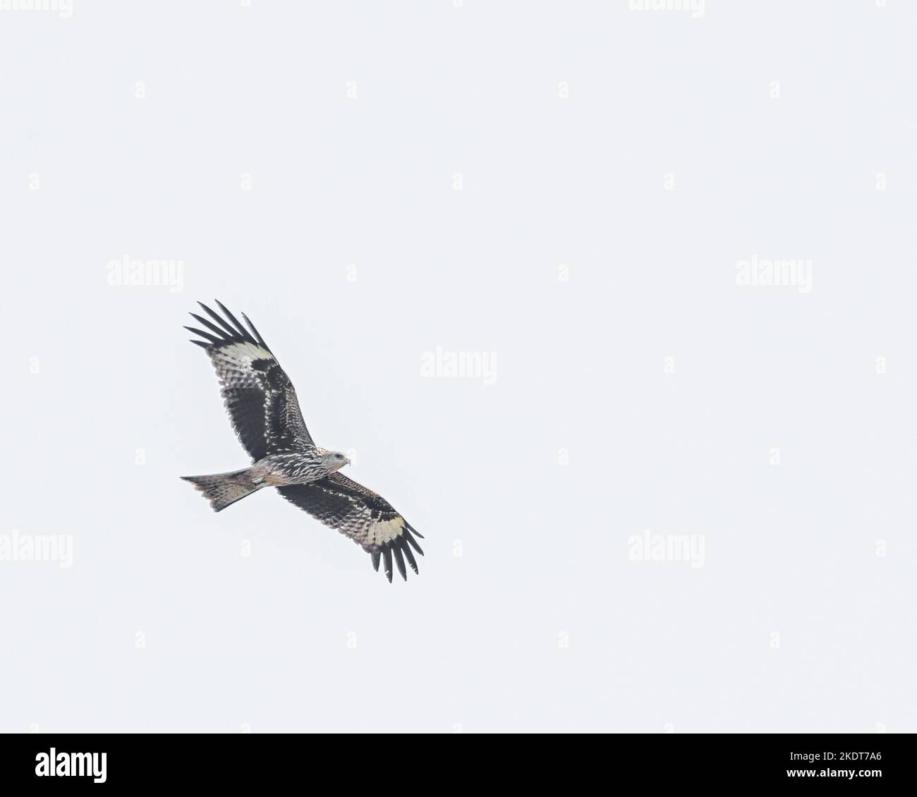 A Marsh Harrier in flight Stock Photo - Alamy