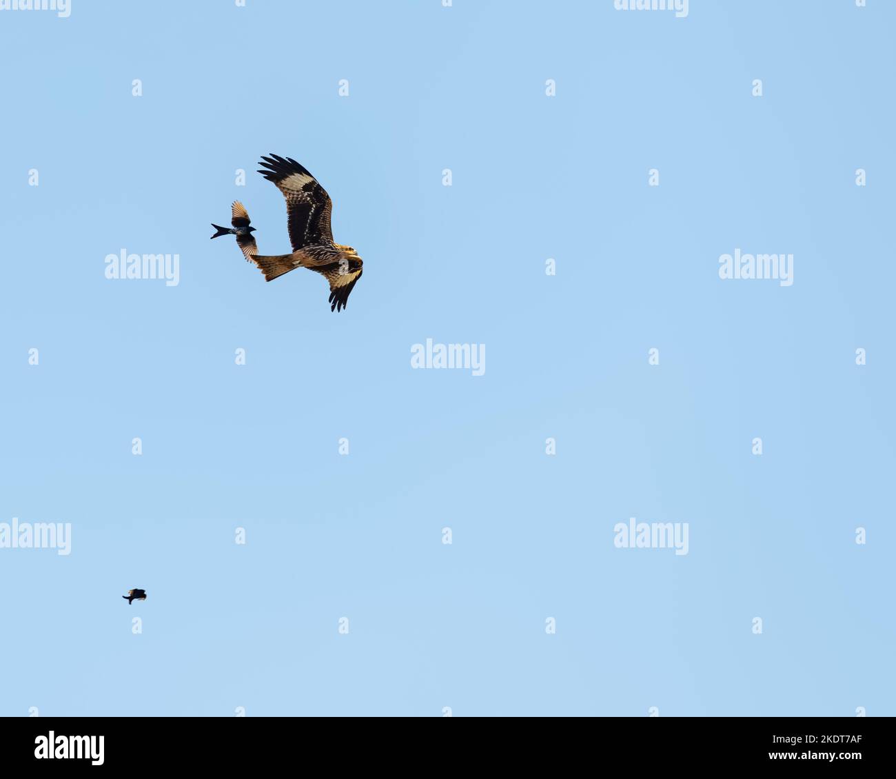 A Marsh Harrier and a Drango fighting in Air Stock Photo - Alamy