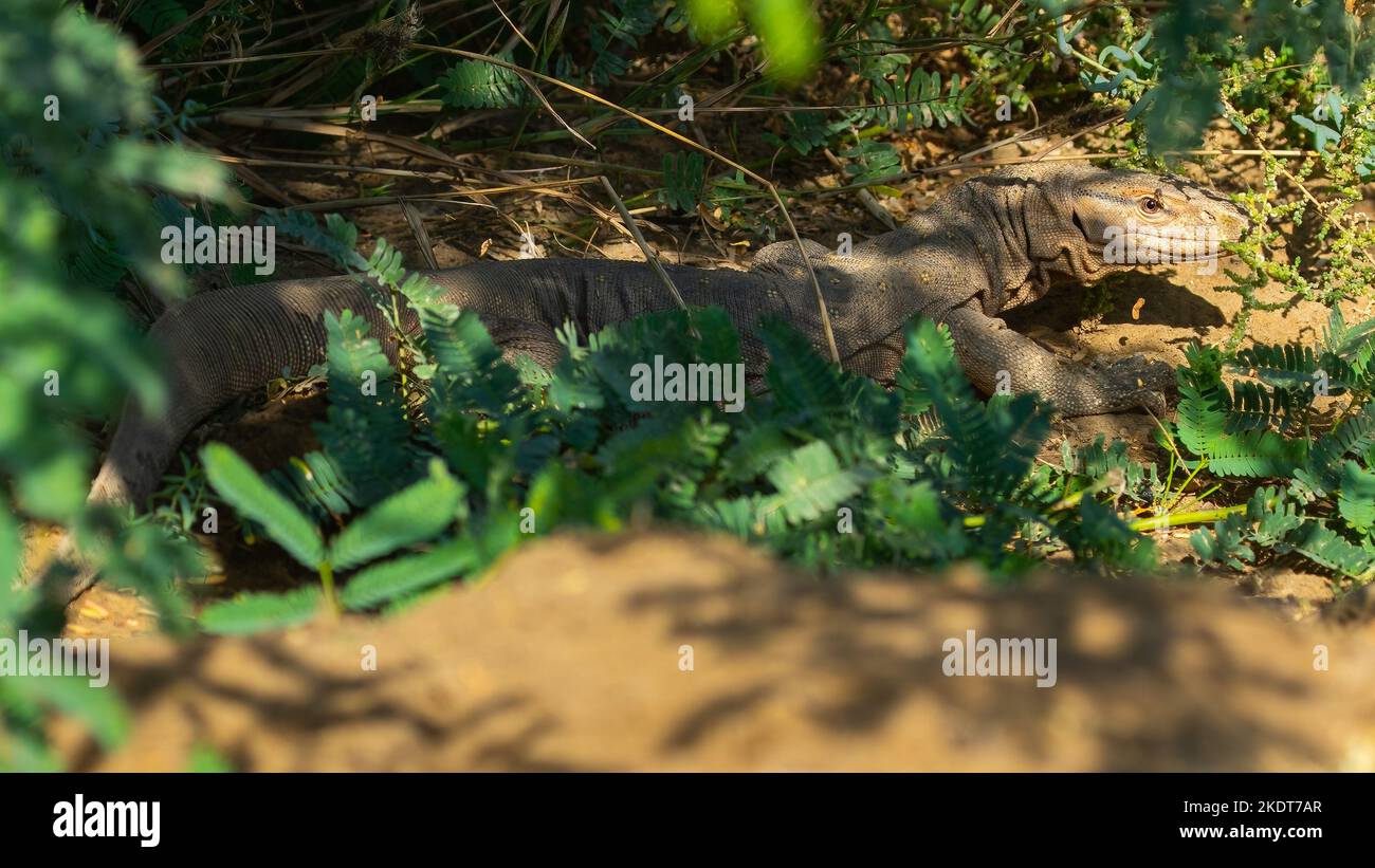 A Closeup of monitor hiding under a bush tree Stock Photo - Alamy