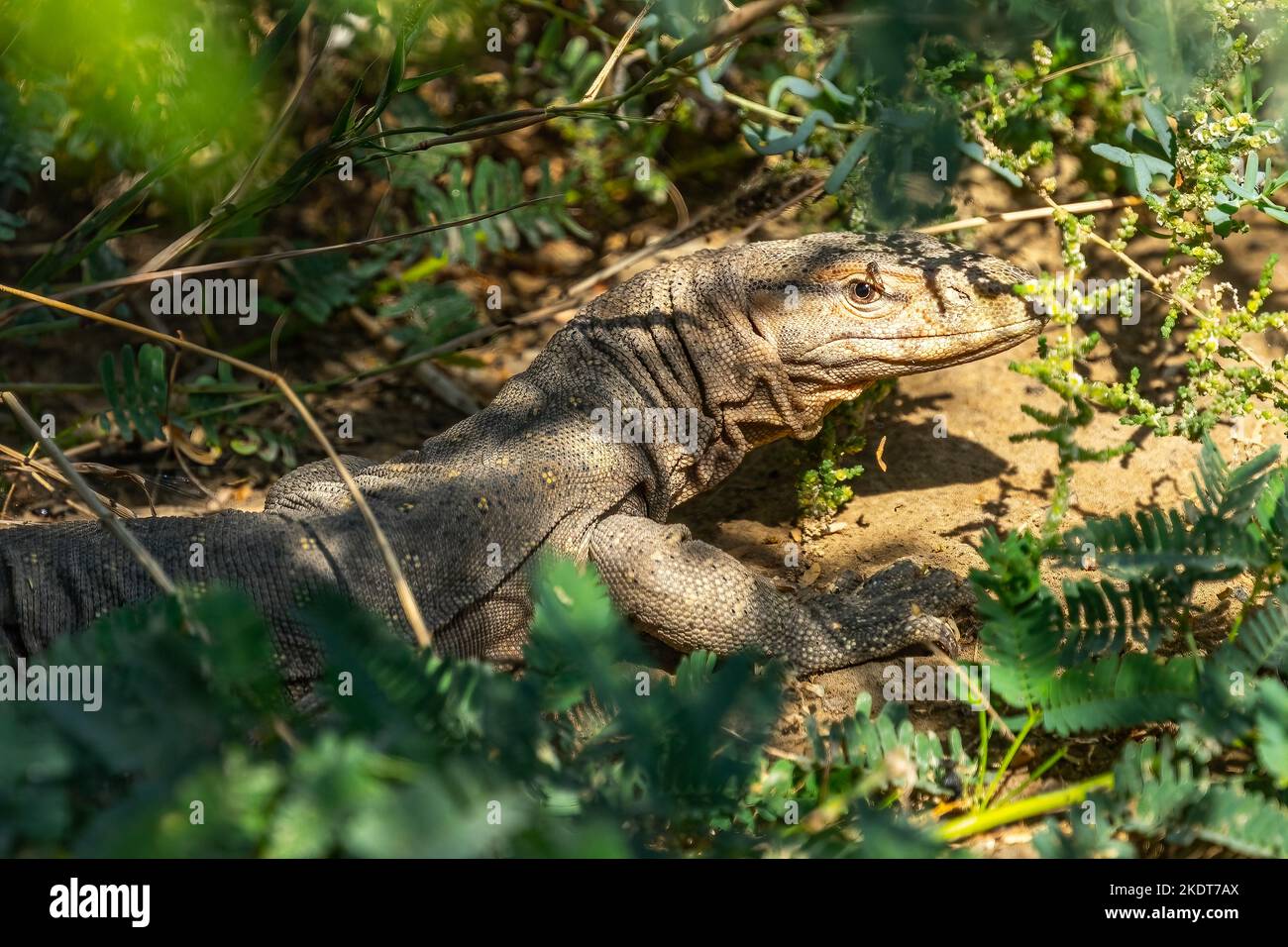 Asian water monitor tree hi-res stock photography and images - Alamy