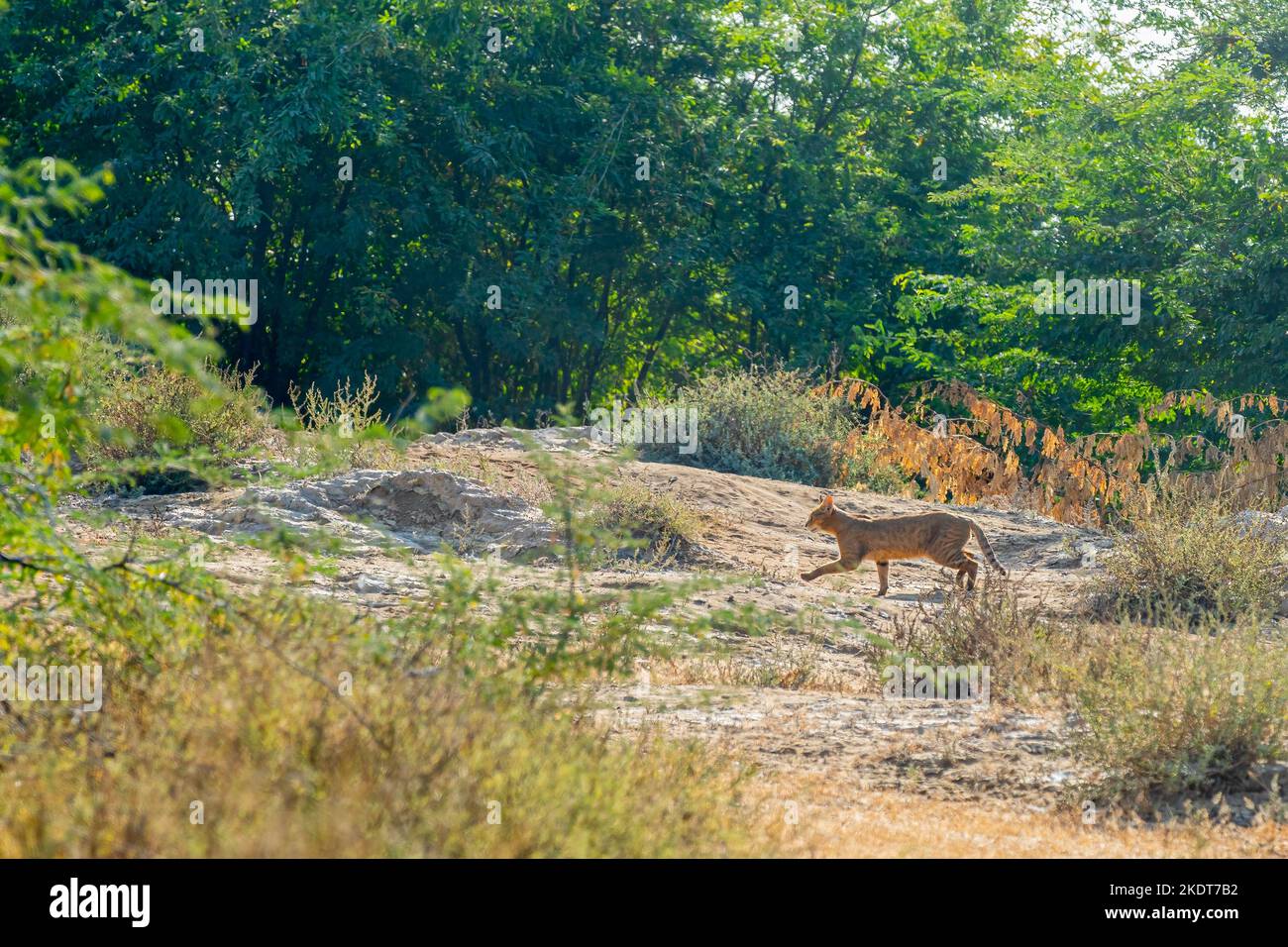 A Wild Cat running in the jungle Stock Photo - Alamy