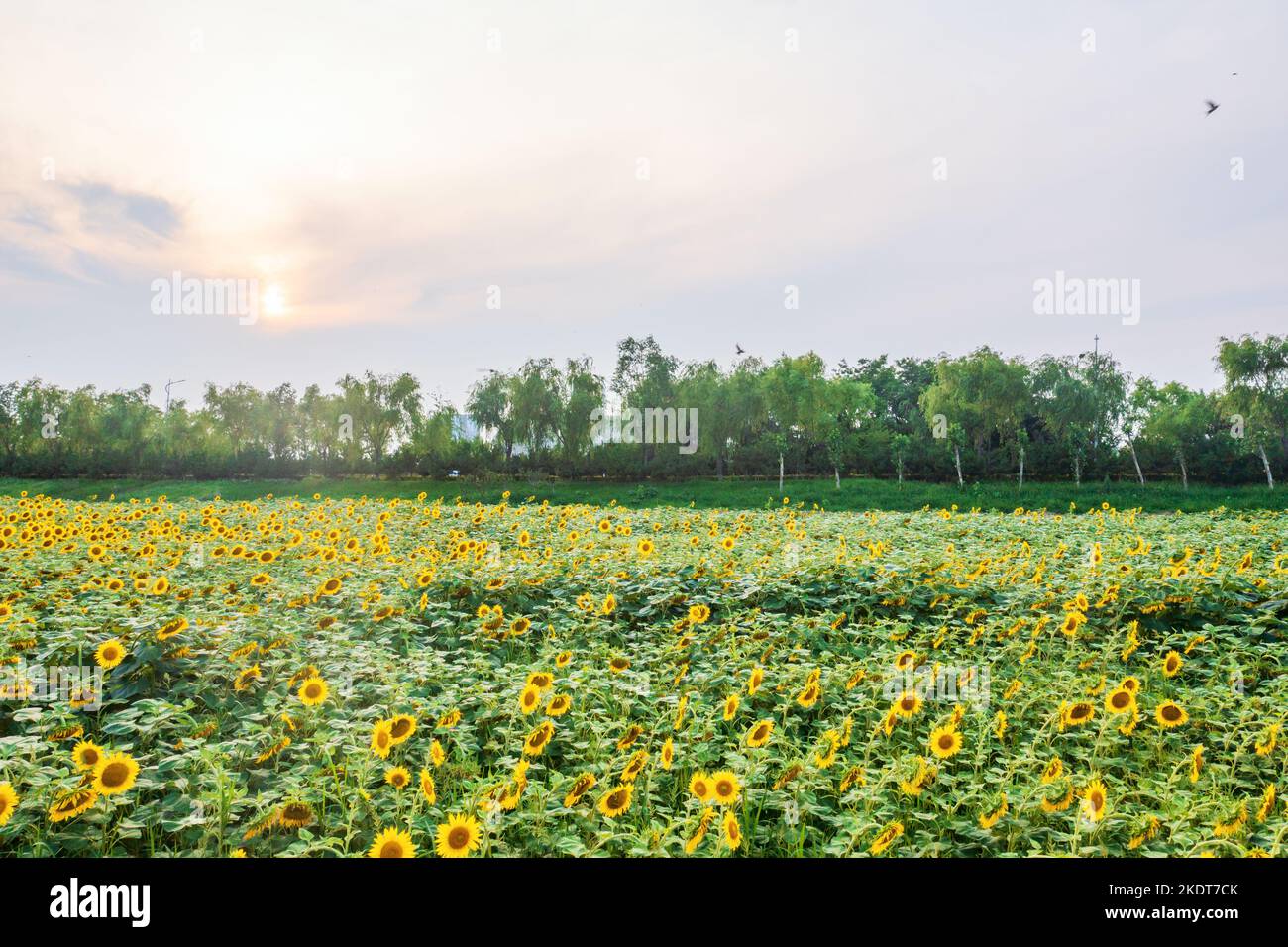 Ambrette flower hi-res stock photography and images - Alamy