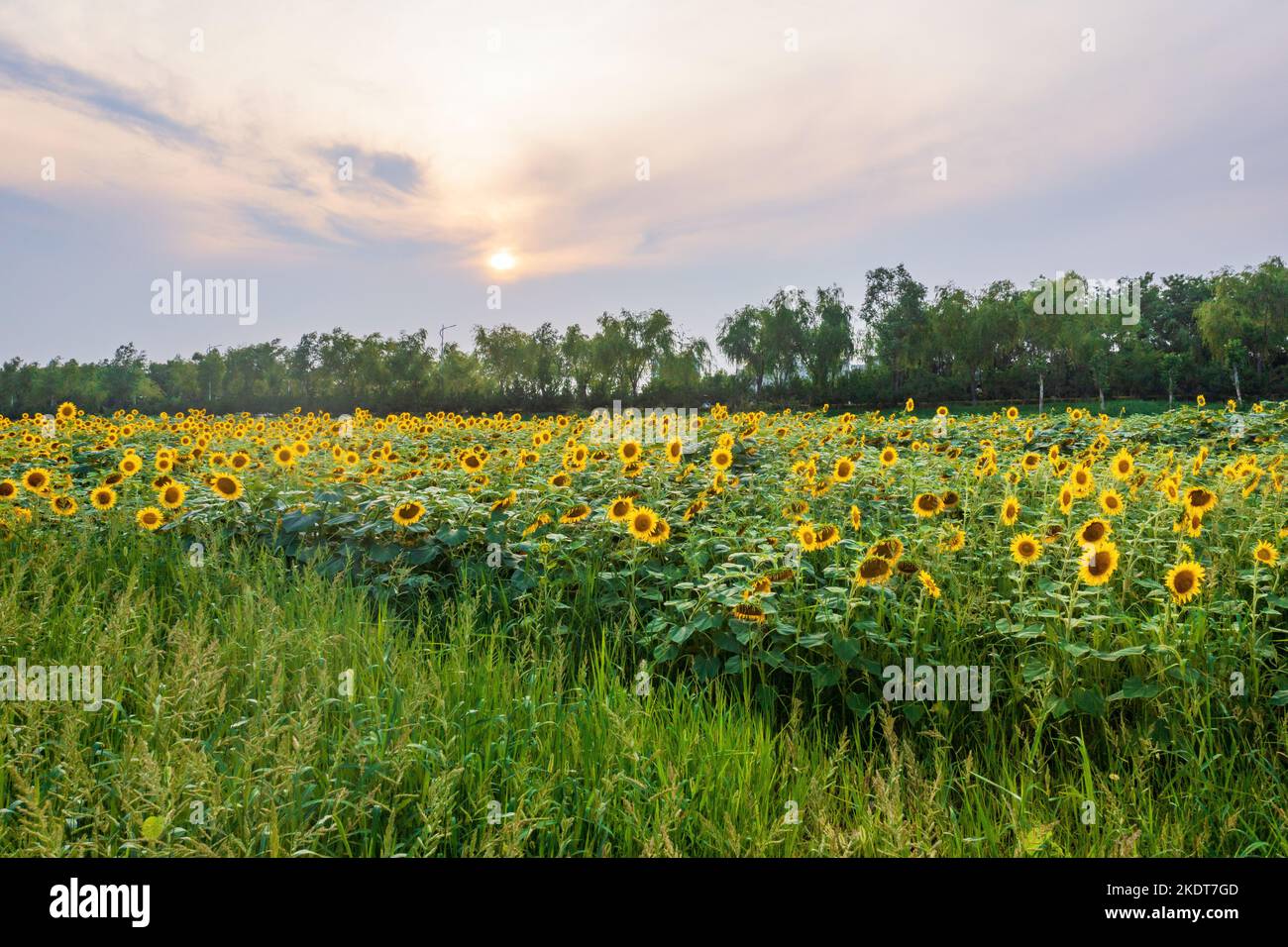 Ambrette flower hi-res stock photography and images - Alamy