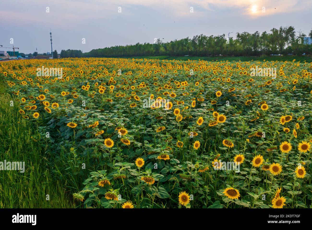 Ambrette flower hi-res stock photography and images - Alamy
