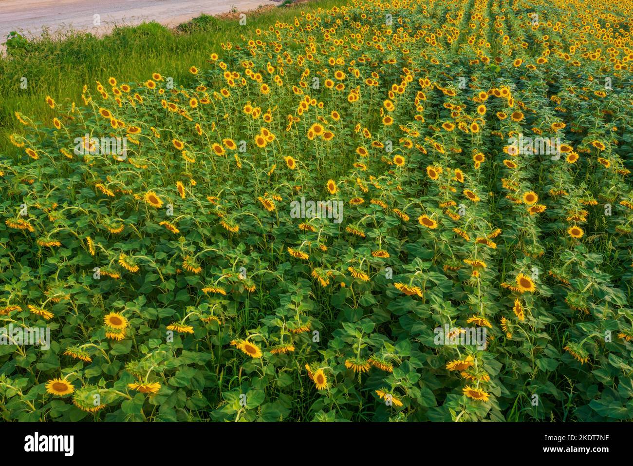 Ambrette flower hi-res stock photography and images - Alamy