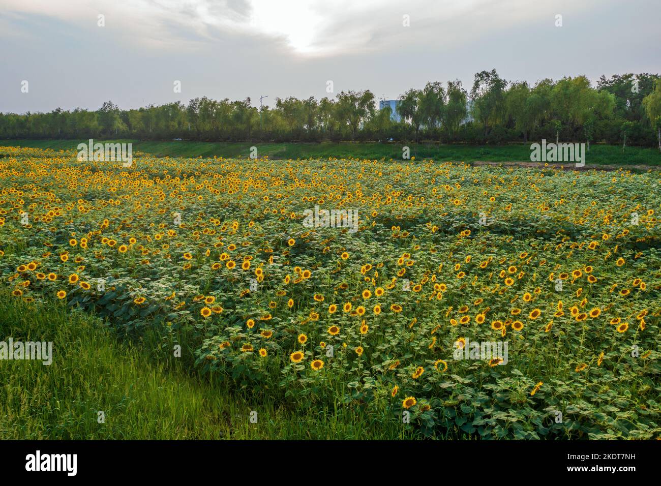 Ambrette flower hi-res stock photography and images - Alamy