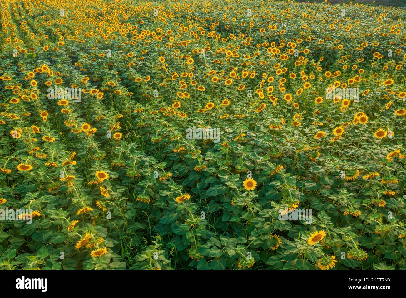 Ambrette flower hi-res stock photography and images - Alamy