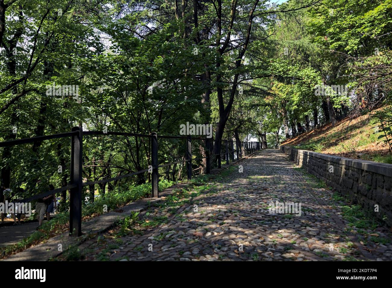 Paved path under a tree canopy in a park Stock Photo - Alamy