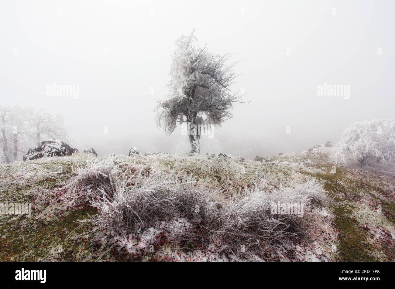 Forest in winter with fog and snow landscape Stock Photo - Alamy