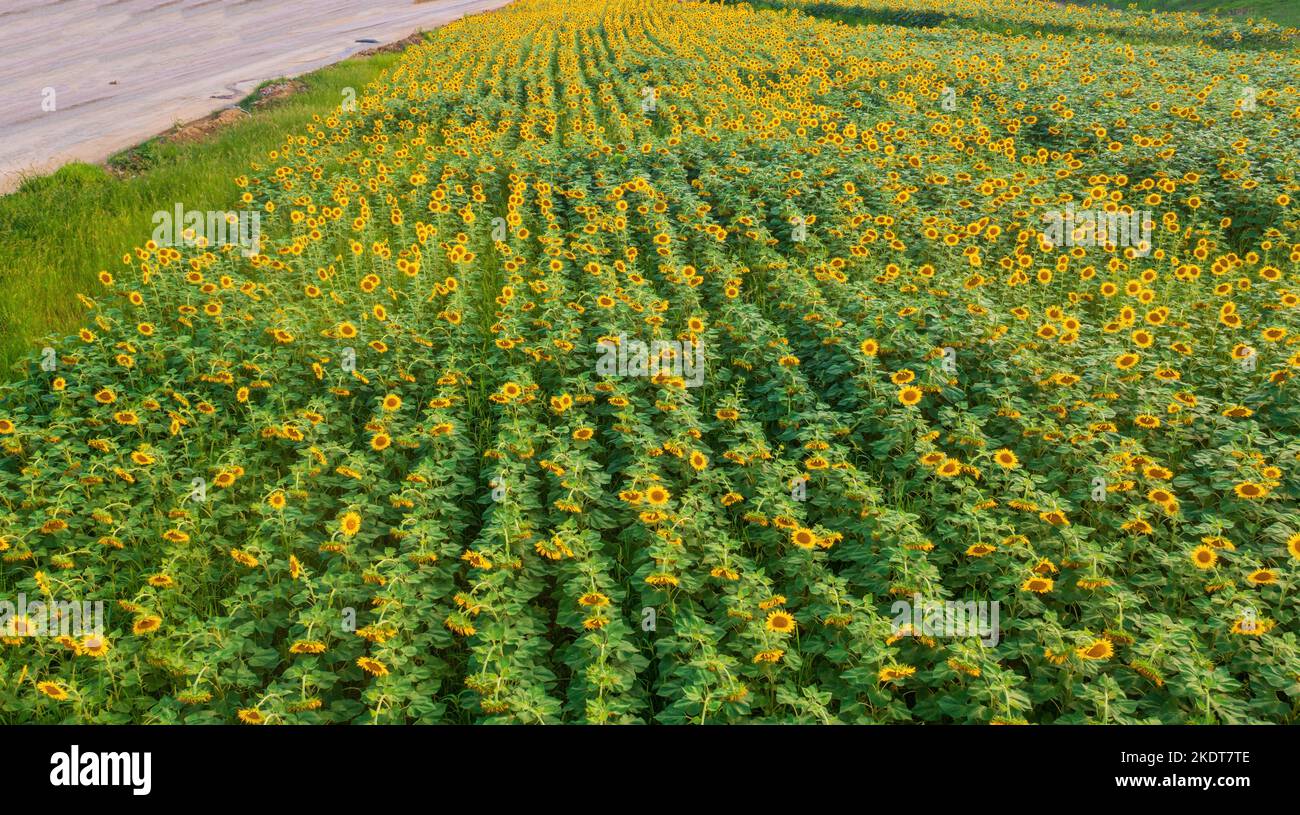 Ambrette flower hi-res stock photography and images - Alamy