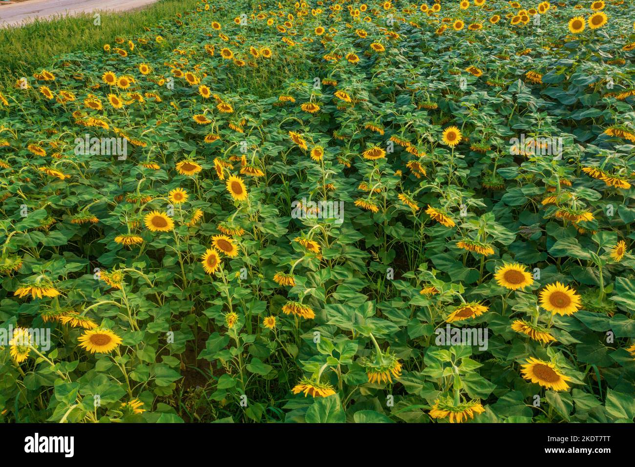 Ambrette flower hi-res stock photography and images - Alamy