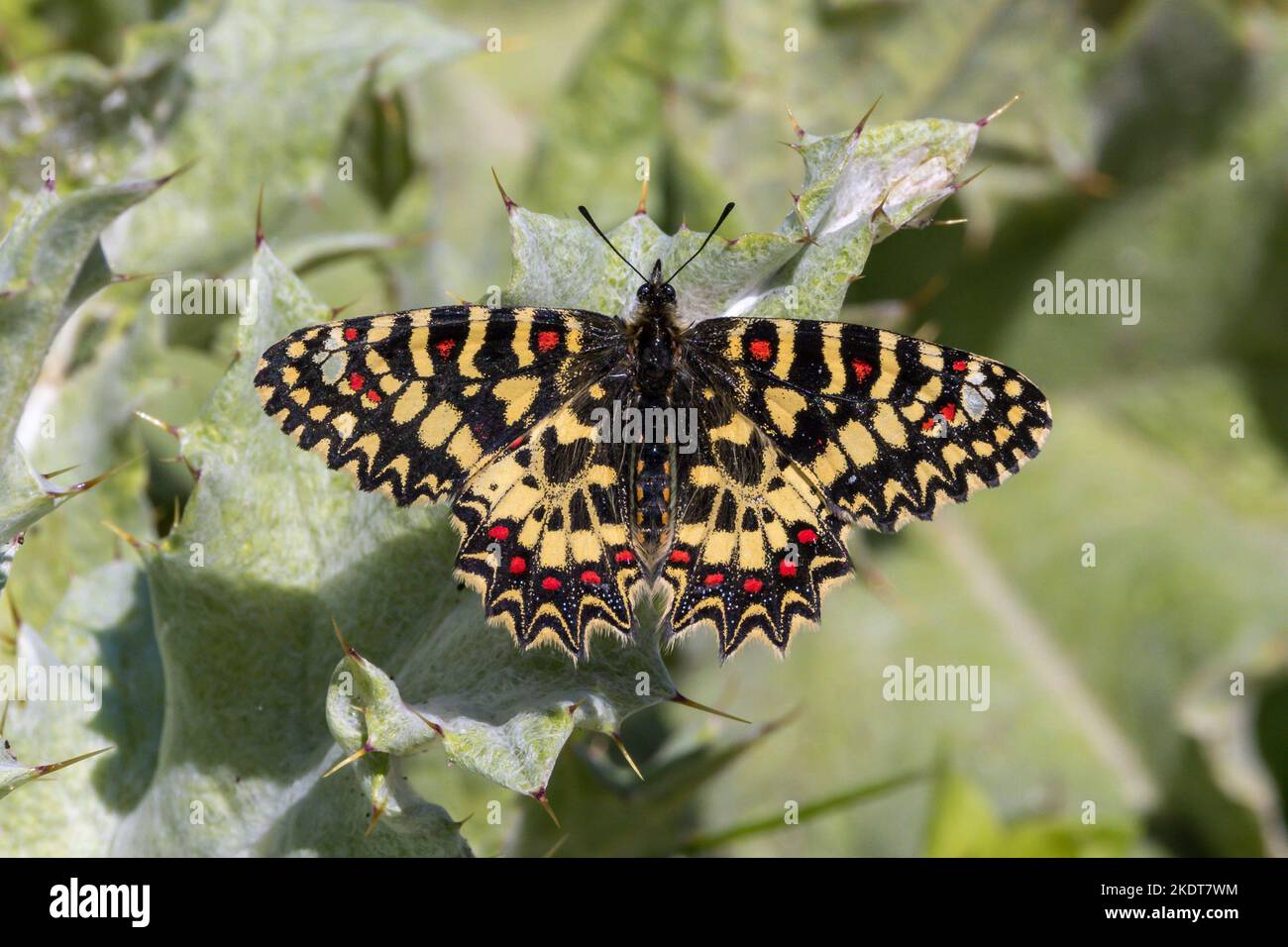 Spanish Festoon - Zerynthia rumina (Linnaeus, 1758) - butterfly in ...