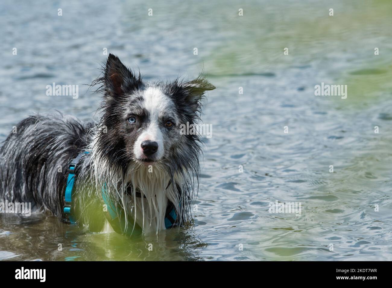 Border collie dog in a pond Stock Photo - Alamy