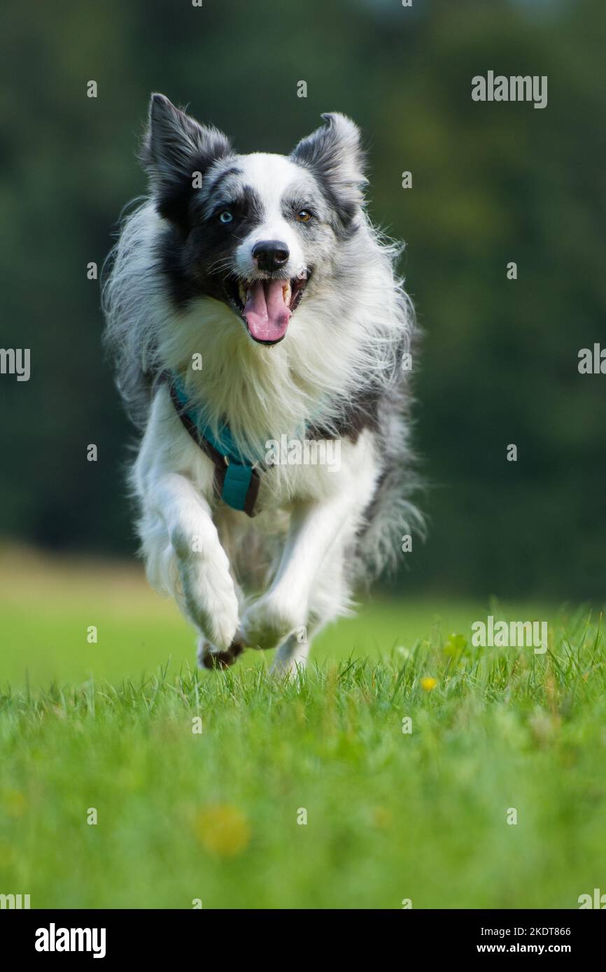 Border collie dog running in a meadow Stock Photo - Alamy