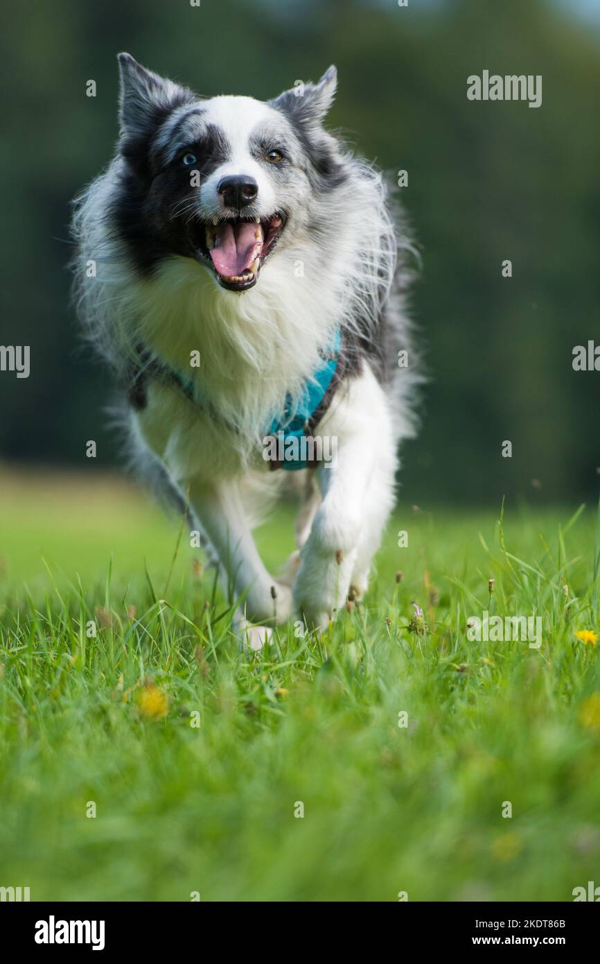 Border collie dog running in a meadow Stock Photo - Alamy