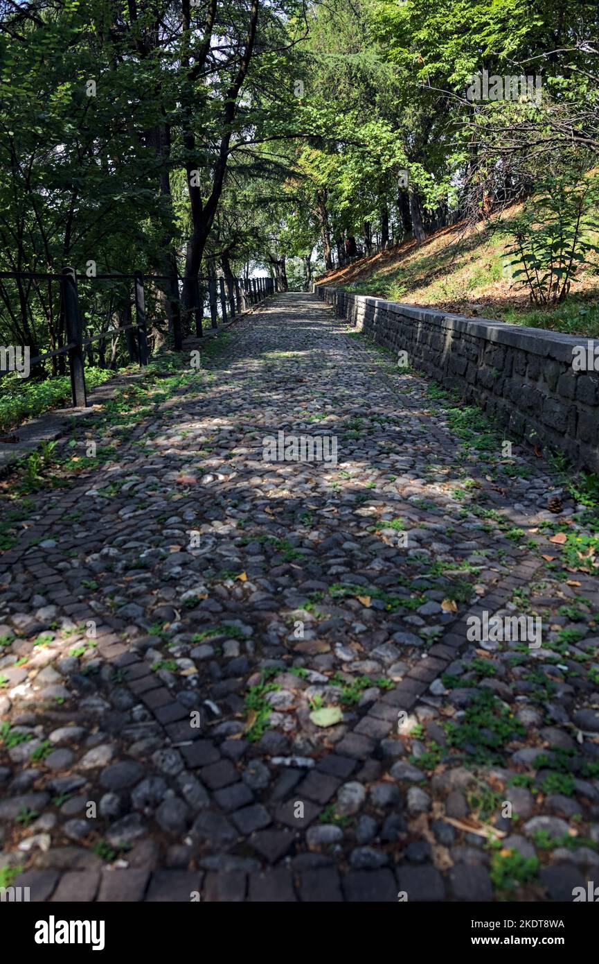 Paved path under a tree canopy in a park Stock Photo - Alamy