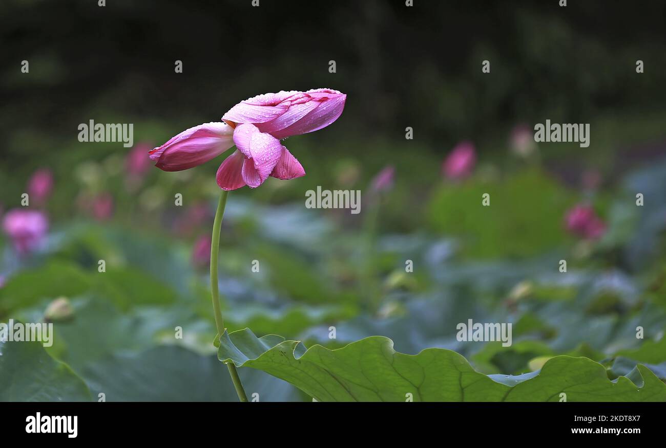 "The flying lotus Stock Photo - Alamy