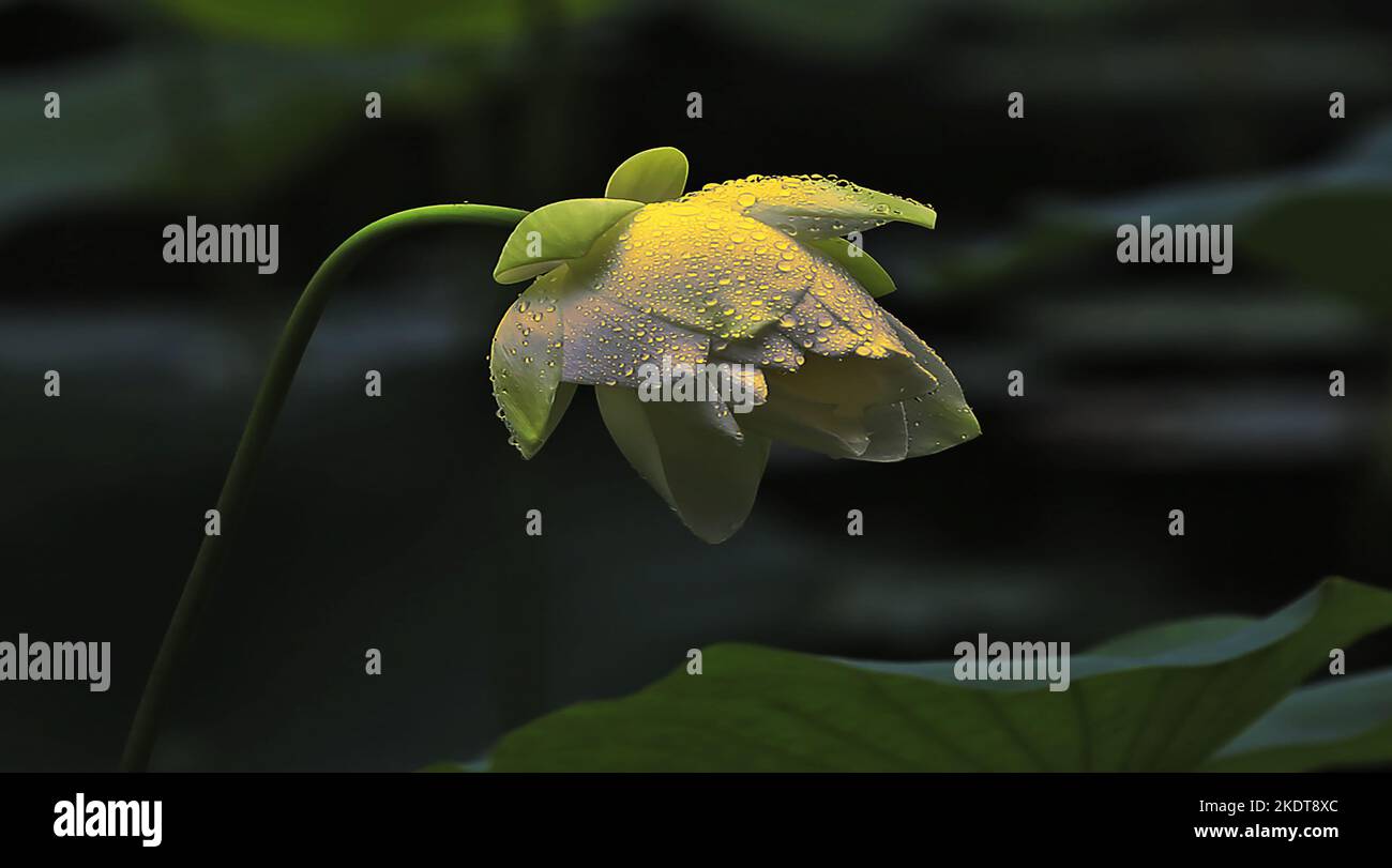 Rain lotus hi-res stock photography and images - Alamy