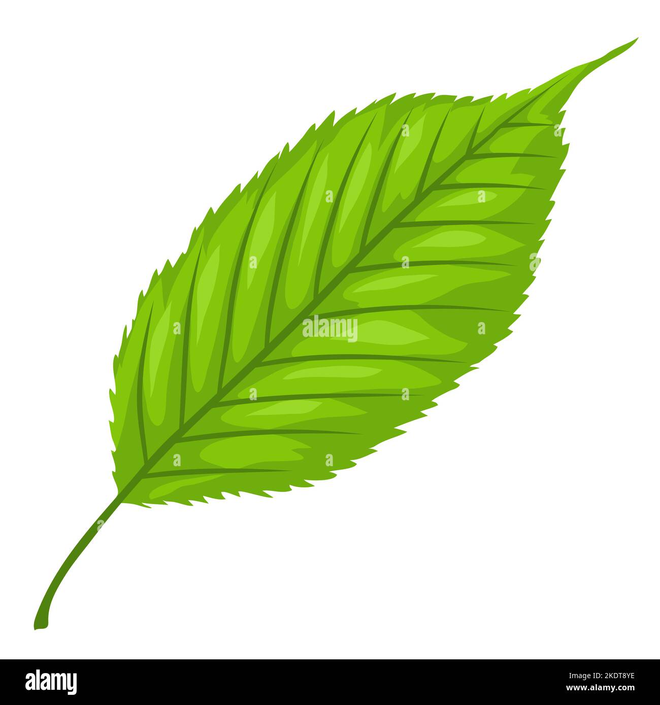 Illustration of spring leaf. Beautiful decorative plant Stock Vector ...