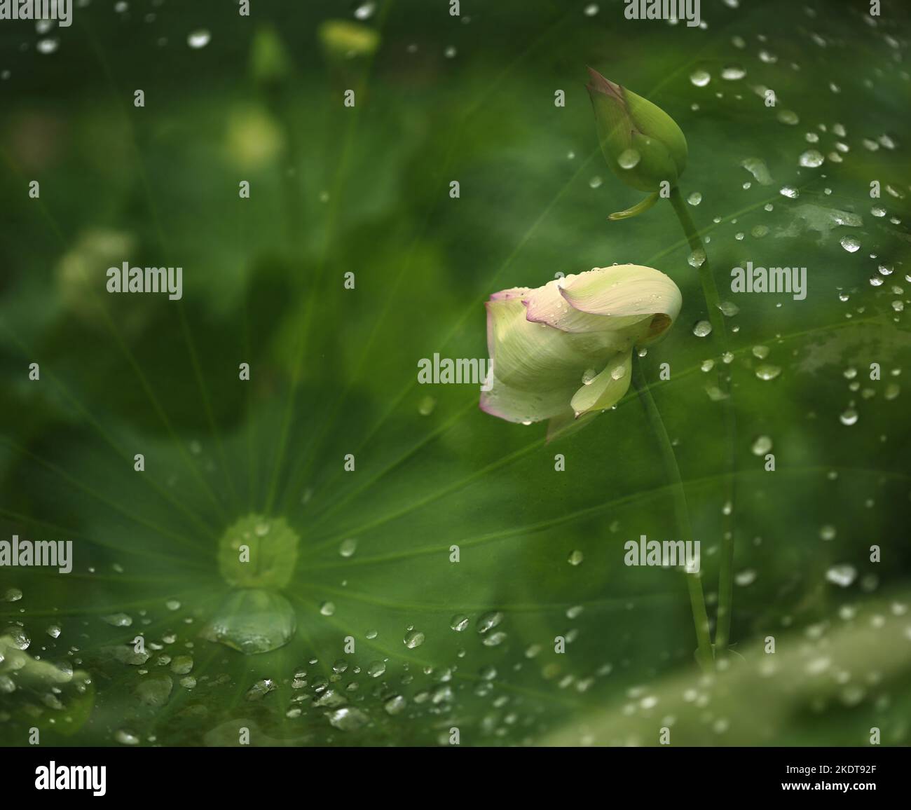 "Welcome the wind and rain Stock Photo - Alamy