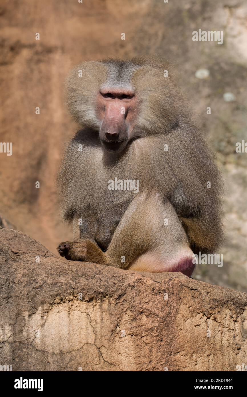Hamadryas baboon rocks hi-res stock photography and images - Alamy