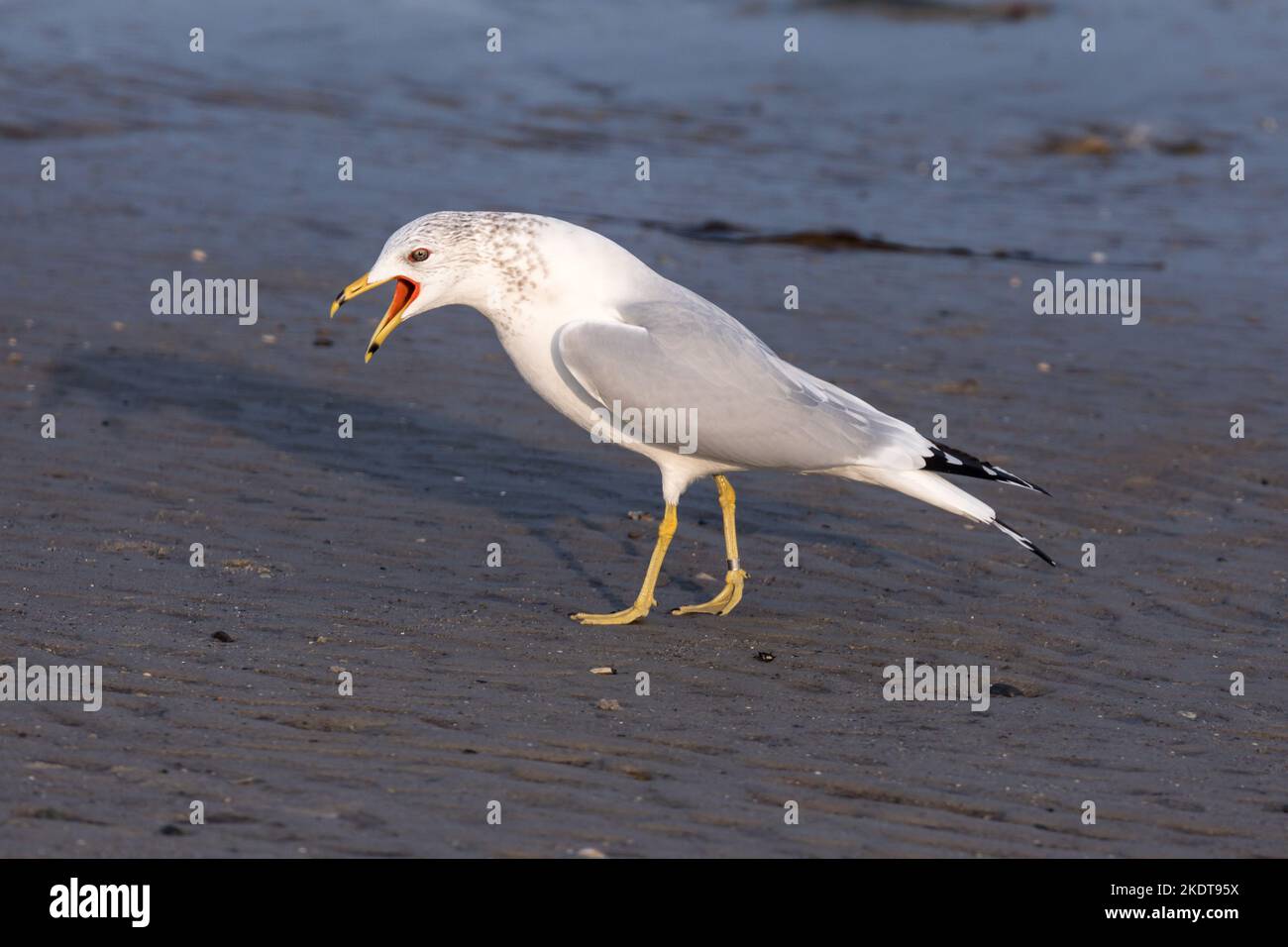 Common Gull x Ring-billed Gull hybrid (Larus canus x delawerensis ...