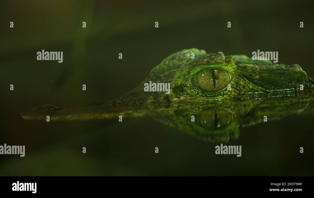 Caiman profile hi-res stock photography and images - Alamy