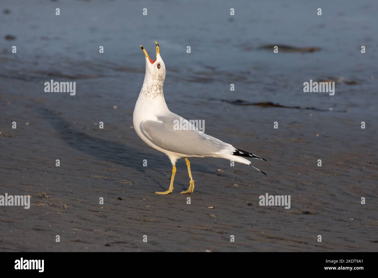 Common Gull x Ring-billed Gull hybrid (Larus canus x delawerensis ...