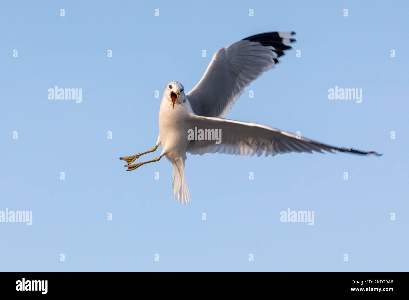 Delawerensis hi-res stock photography and images - Alamy