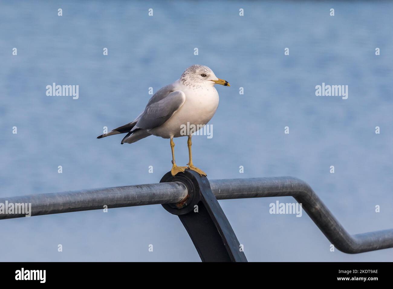 Common Gull x Ring-billed Gull hybrid (Larus canus x delawerensis ...