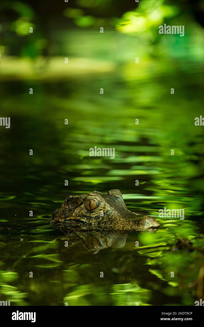 Caiman motion hi-res stock photography and images - Alamy