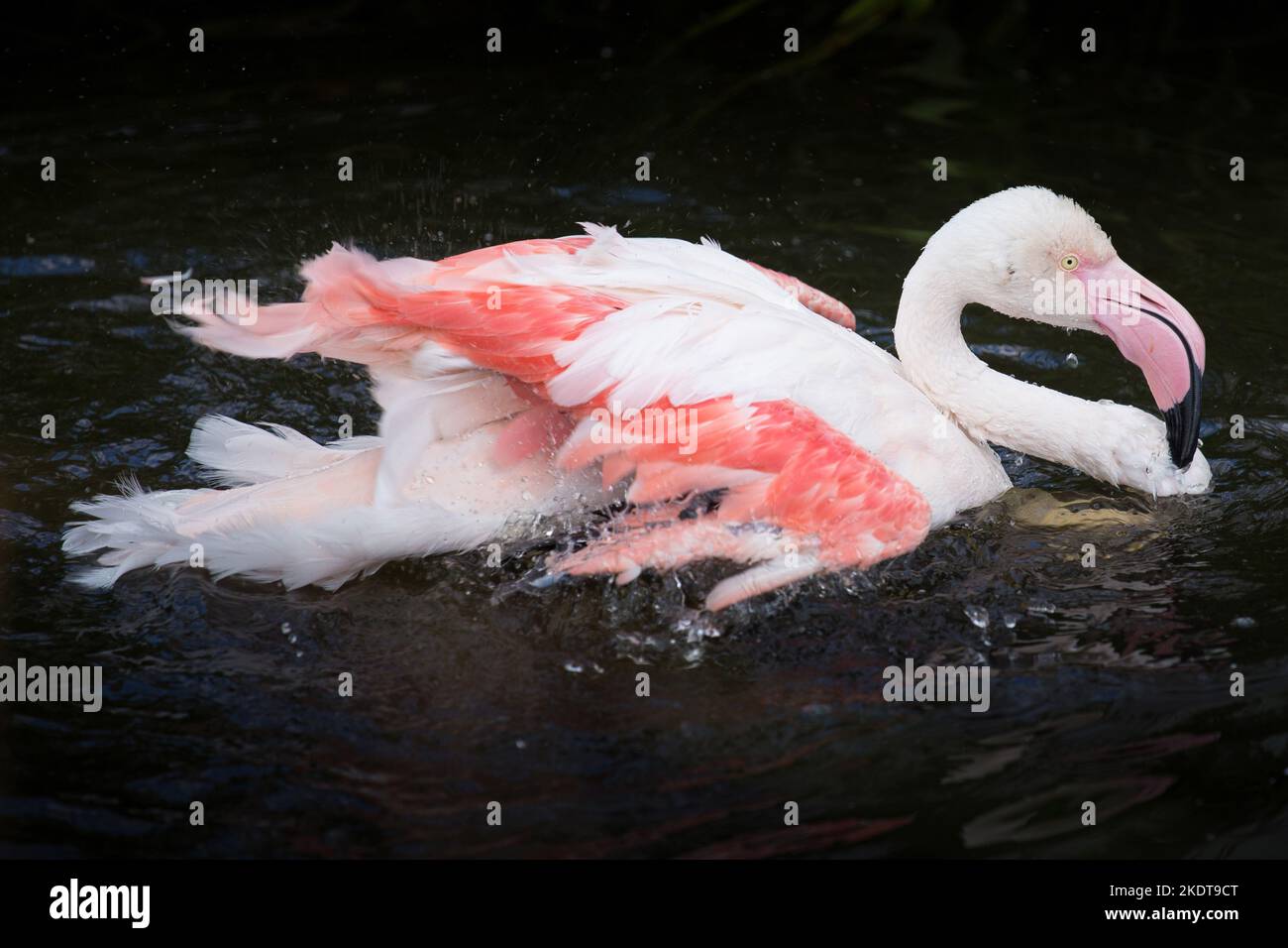 Splashing flamingo hi-res stock photography and images - Alamy