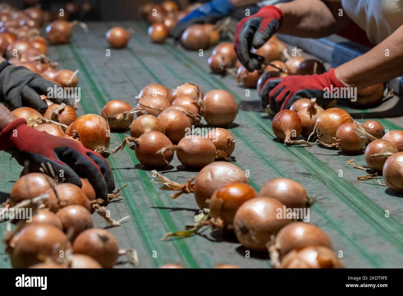 Postharvest handling hi-res stock photography and images - Alamy