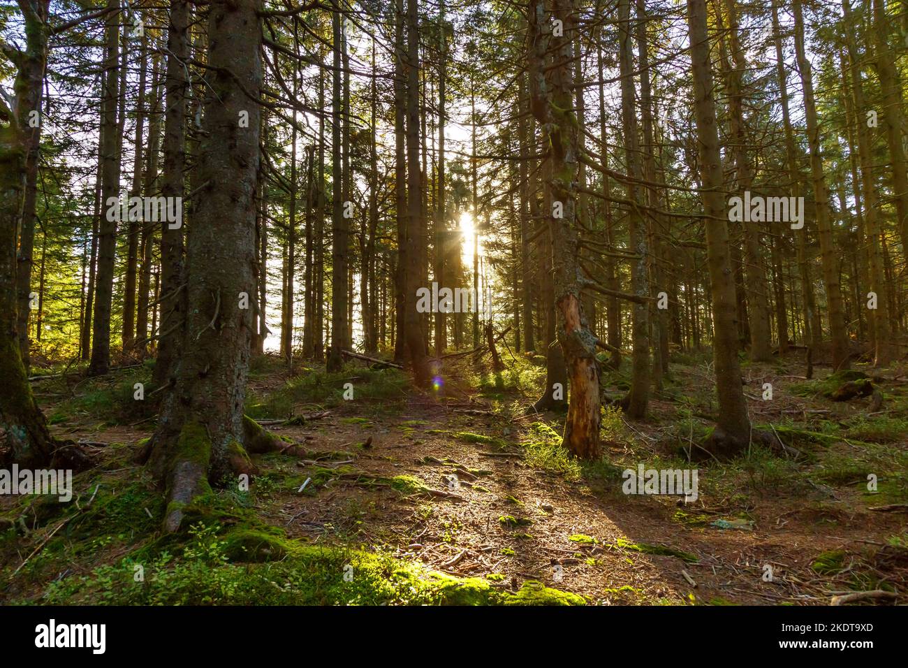 Seebach, Germany - October 29, 2021: Forest Trees With Sun In Black ...