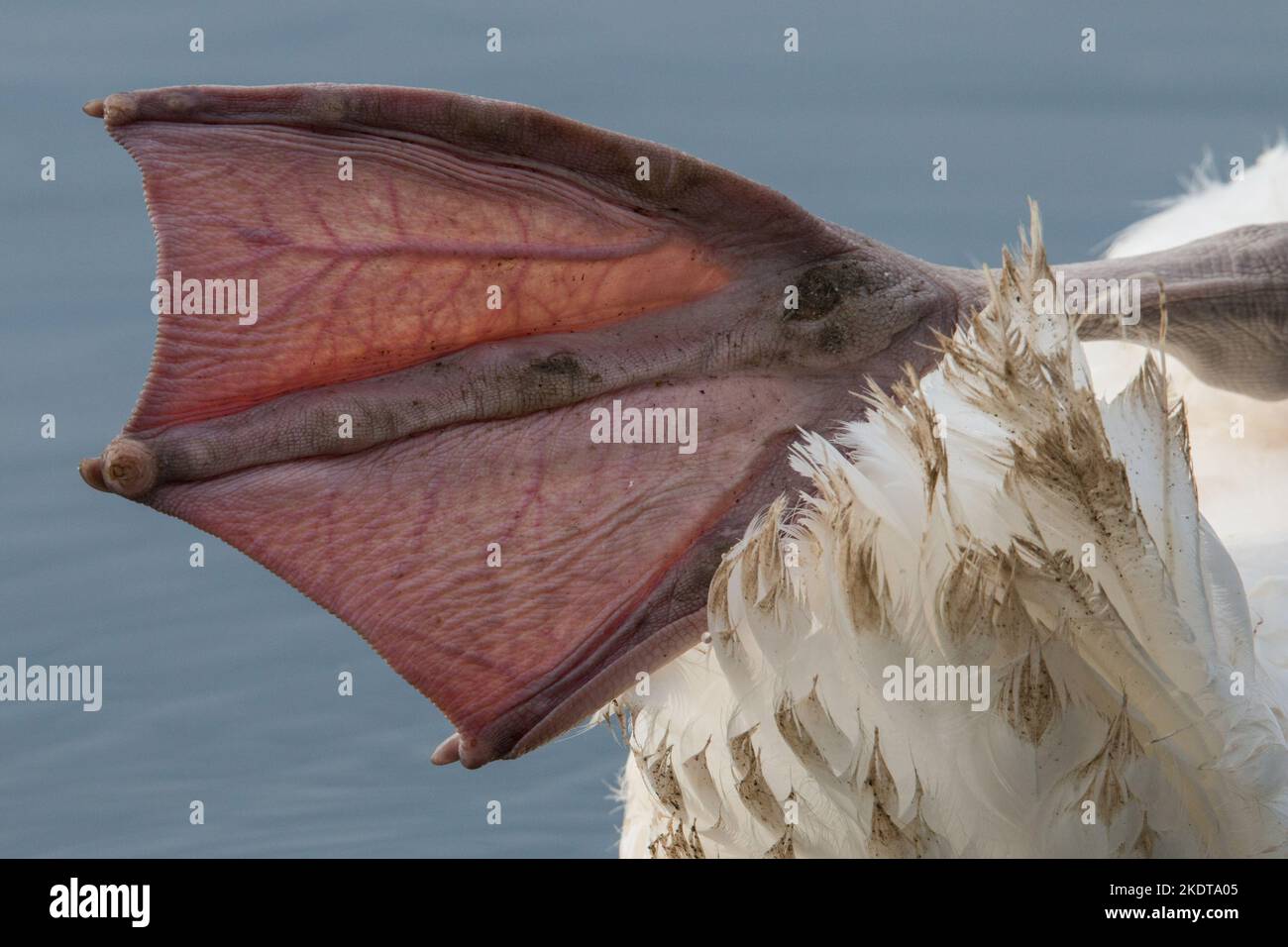Swan in profile with feet hi-res stock photography and images - Alamy