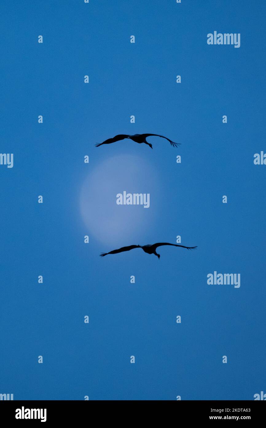 Common cranes and moon hi-res stock photography and images - Alamy