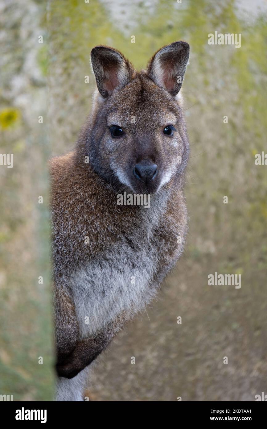 Kangaroo zoo side view hi-res stock photography and images - Alamy