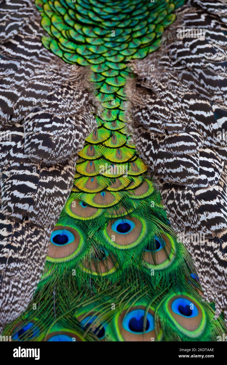 Vertical shot indian peafowl hi-res stock photography and images - Alamy