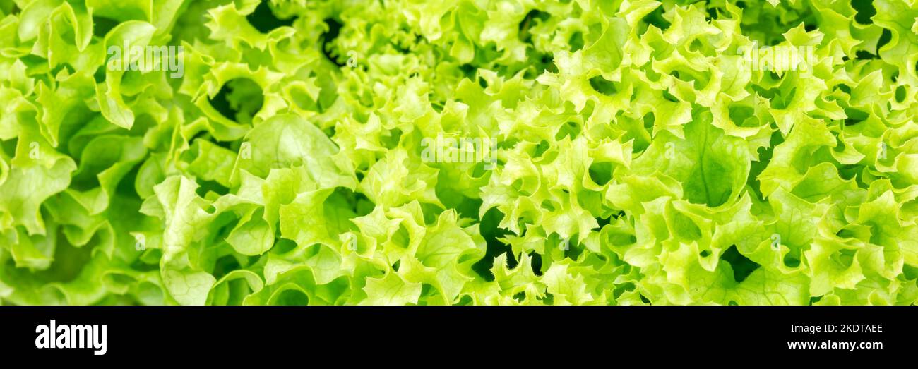 Stuttgart, Germany - January 11, 2022: Endive Lettuce Endive Vegetable ...
