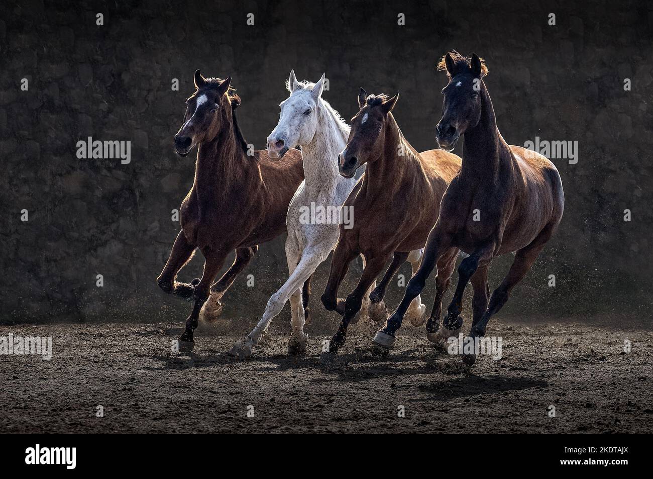 four horses galloping in the field Stock Photo - Alamy