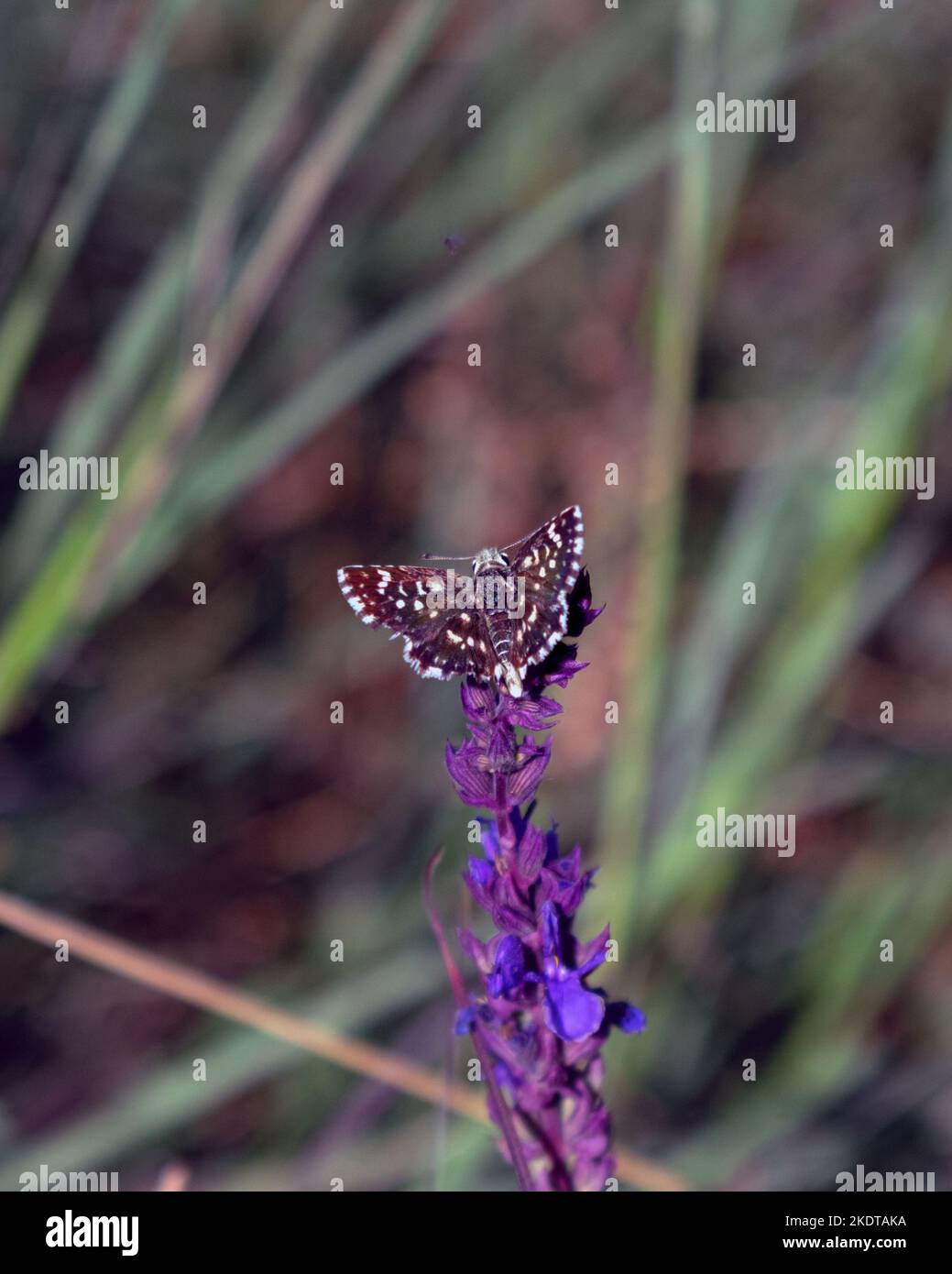 A beautiful butterfly Stock Photo - Alamy